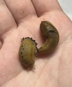 Why Slugs Matter More Than You Think – DecoRafit