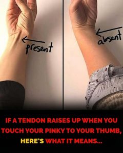 How a Small Wrist Test Reveals Human Evolution in Action – DecoRafit